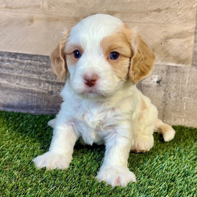 Doodle Breeds Guide: Which Doodle Is Righ... - MawooPets.com