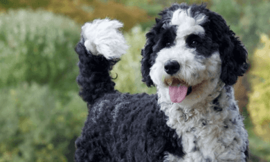 How Big Do Sheepadoodles Get? Size & Grow... - MawooPets.com