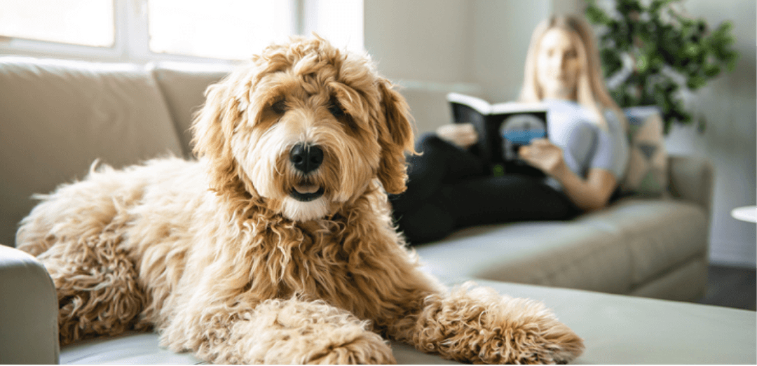 Types of Doodles: A Simple Comparison Guide - MawooPets.com