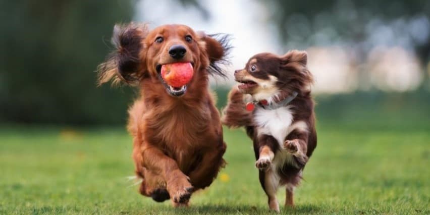 Mawoo Pets: Adorable Puppies from Caring Breeders