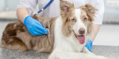 Common Australian Shepherd Health Issues - MawooPets.com