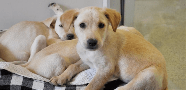 Mawoo Pets: Adorable Puppies from Caring Breeders