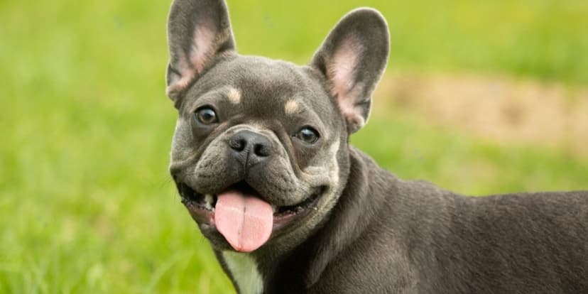 Mawoo Pets: Adorable Puppies from Caring Breeders