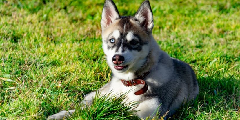 Pros and Cons of Miniature Huskies - MawooPets.com