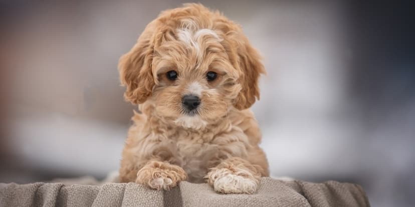 Mawoo Pets: Adorable Puppies from Caring Breeders