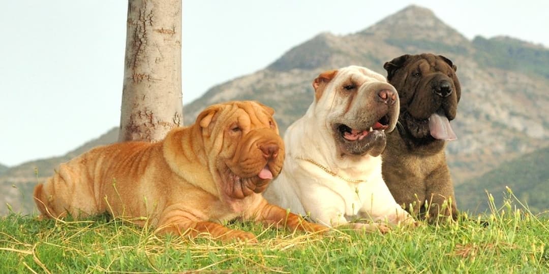 Types of Shar Pei Dogs: Chinese, American... - MawooPets.com