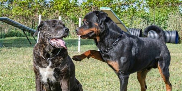 Cane Corso vs. Rottweiler: Which Breed Is... - MawooPets.com