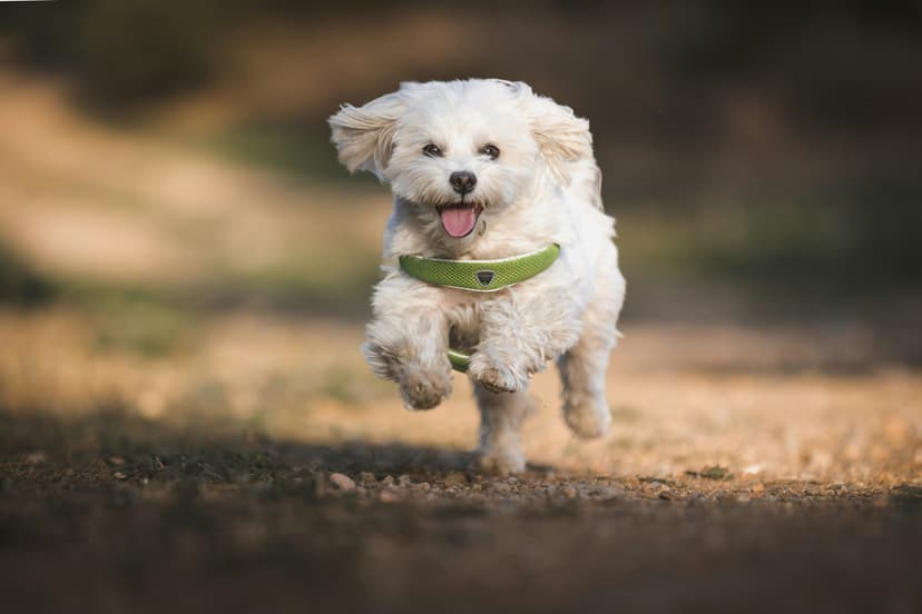 How to Groom a Maltese: Coat Care, Tools ... - MawooPets.com