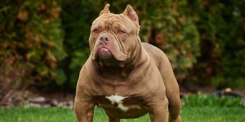Are American Bullies Aggressive? - MawooPets.com