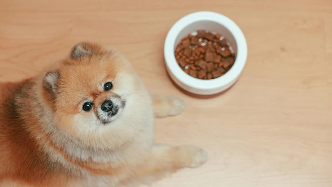 Mawoo Pets: Adorable Puppies from Caring Breeders