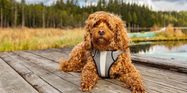 9 Cavapoo Traits Owners Should Know - MawooPets.com