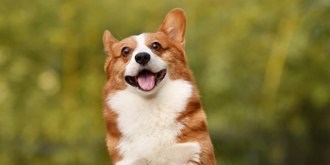 Corgi Fun Facts You Never Knew - MawooPets.com