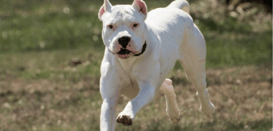 Dogo Argentino Puppies for Sale in Fort Worth, TX | MawooPets.com