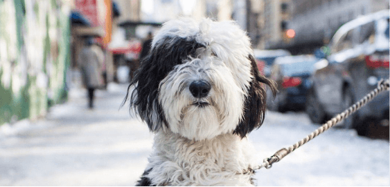 Sheepadoodle Puppies for Sale in Sacramento, CA | MawooPets.com
