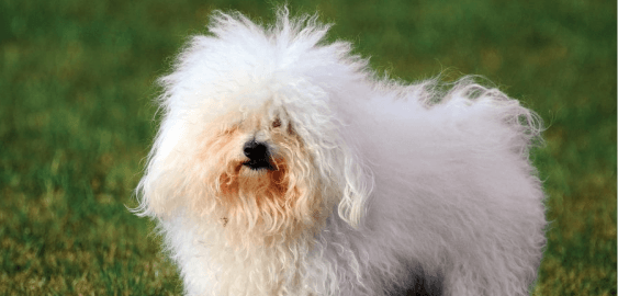 Bolognese Puppies for Sale in Port St Lucie, FL | MawooPets.com