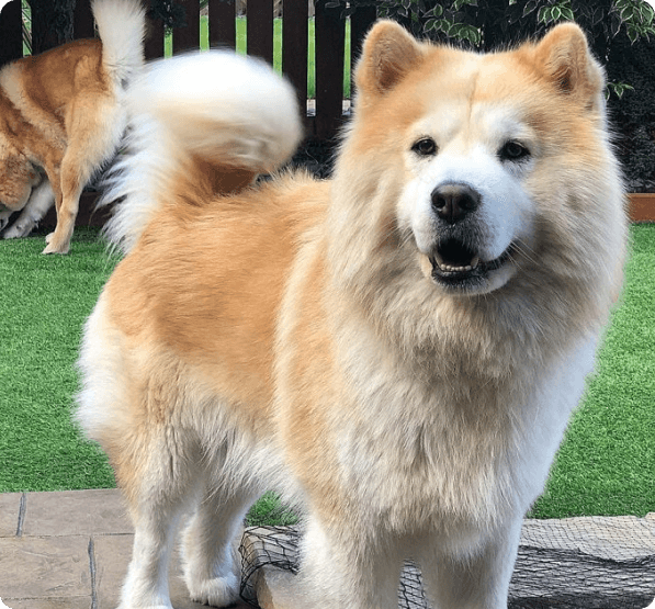 Chusky Puppies for Sale | MawooPets.com