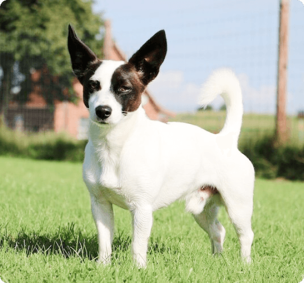 Jack Chi Puppies for Sale | MawooPets.com