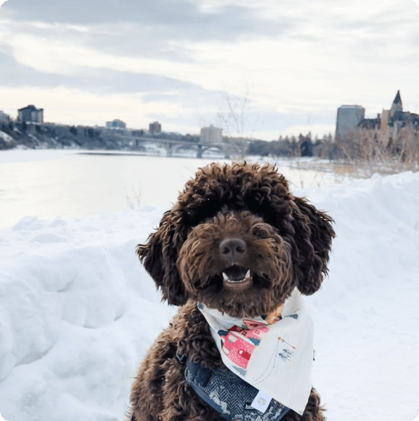 Puppies for Sale in Saskatchewan | MawooPets.com