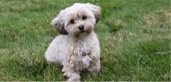 Yorkie-Chon Puppies for Sale | MawooPets.com