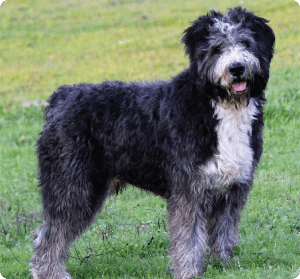 Barbado da Terceira Puppies for Sale | MawooPets.com