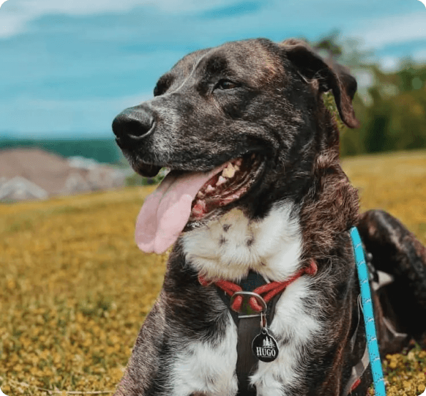 Mountain Cur Puppies for Sale | MawooPets.com