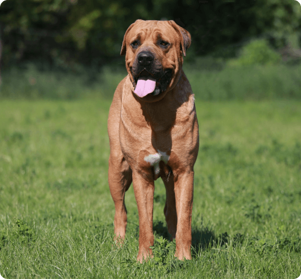 Tosa Puppies for Sale | MawooPets.com
