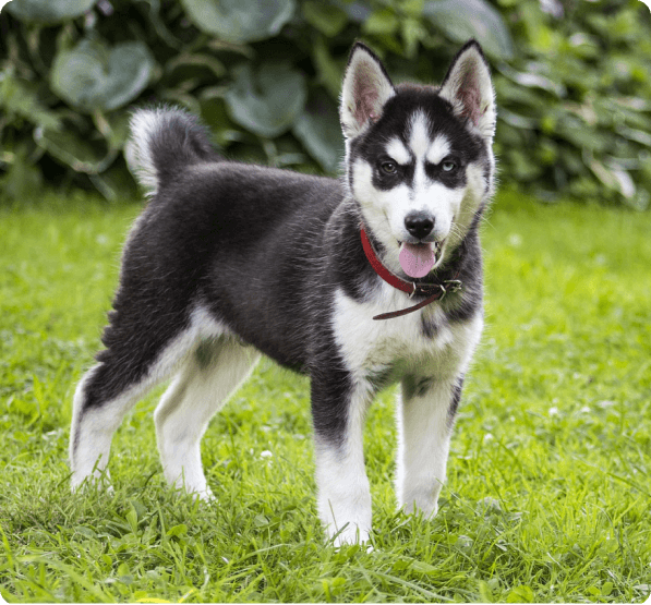 Miniature Husky Puppies for Sale | MawooPets.com