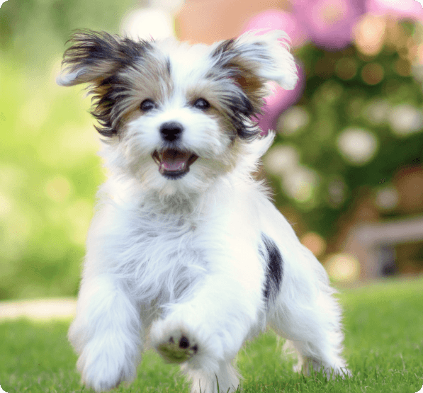 Morkie Puppies for Sale in Buffalo, NY | MawooPets.com